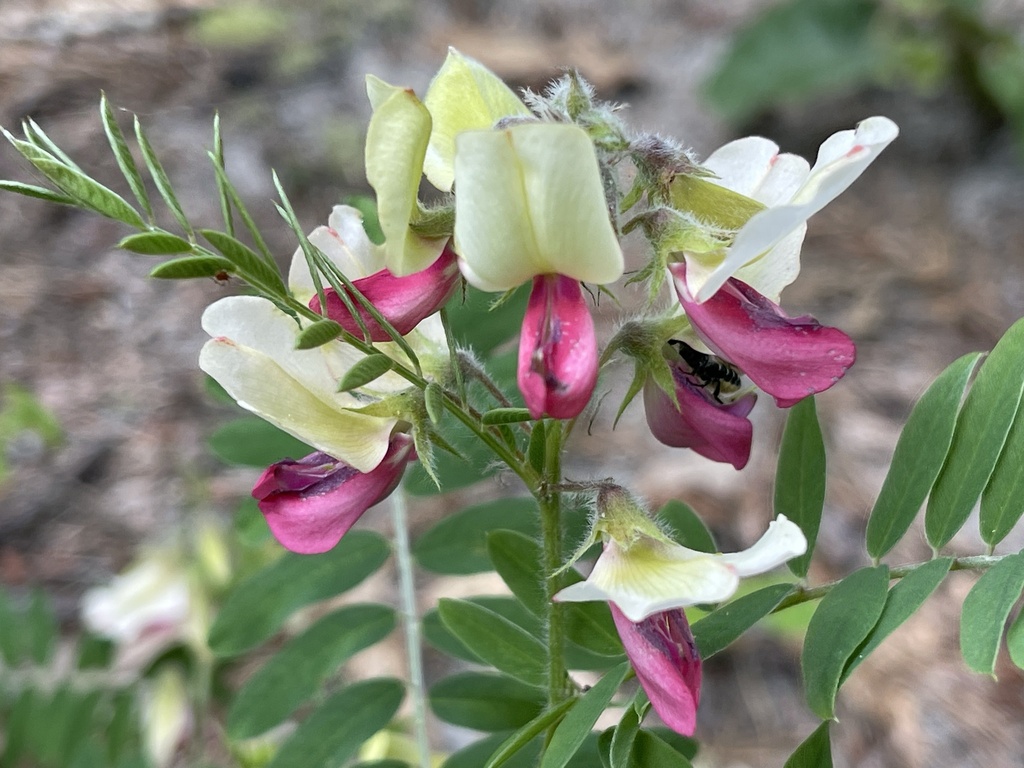 goat's rue from Brendan T. Byrne State Forest, Browns Mills, NJ, US on ...
