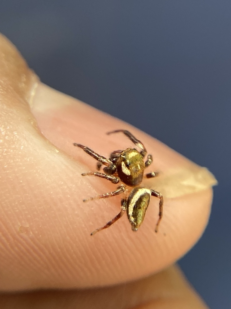 Bronze Jumping Spider from Turner Falls Park, Sulphur, OK, US on July 2 ...