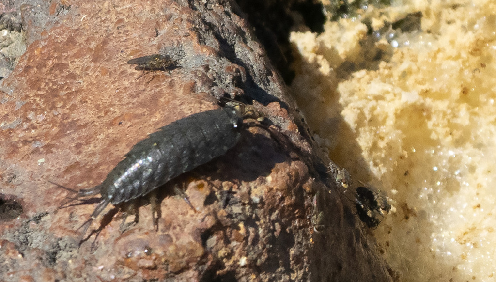 Western Sea Slater from Hayward, CA, USA on July 2, 2023 at 10:31 AM by ...