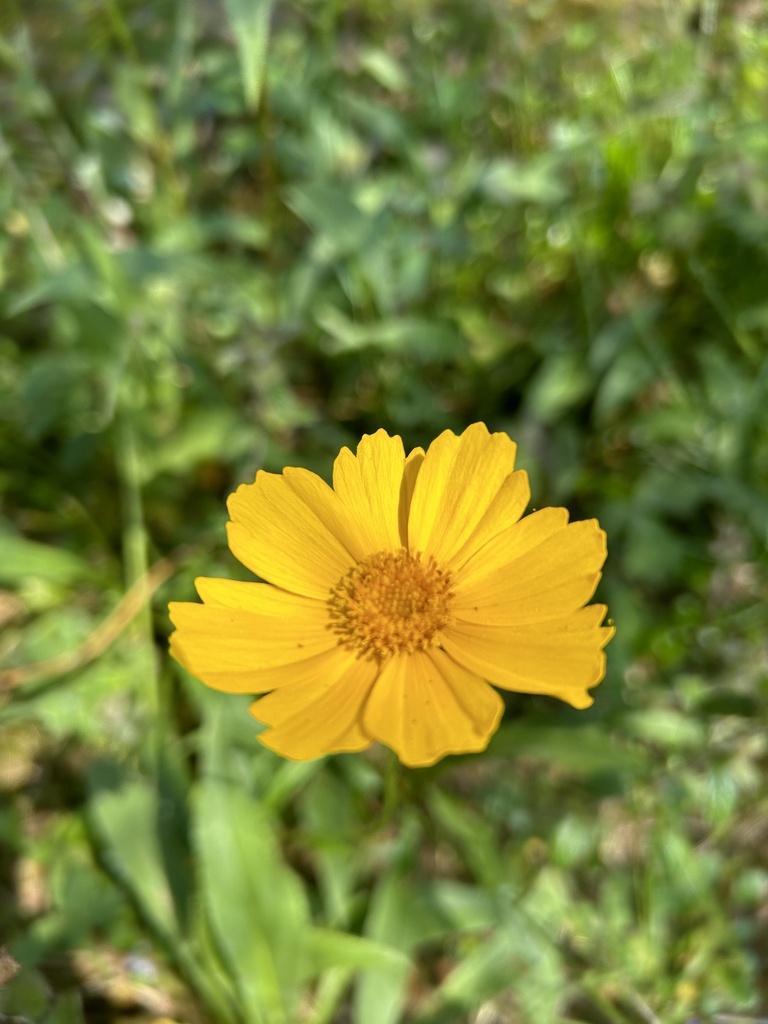 Tickseed from Misery Bay Provincial Park, Burpee and Mills, ON, CA on ...