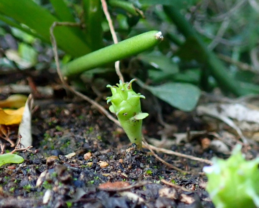 spurges from Wolwedans Hiking Trail, Groot Brak River on June 23, 2023 ...