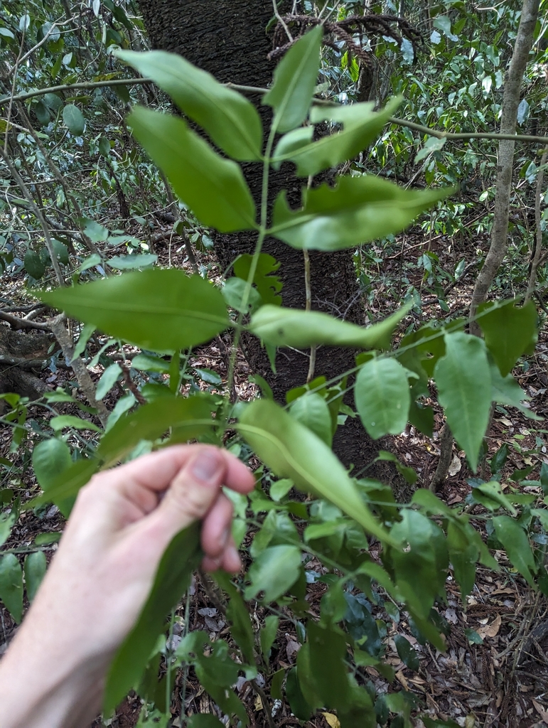 Penta Ash From Amamoor Creek Qld 4570 Australia On July 2 2023 At 12