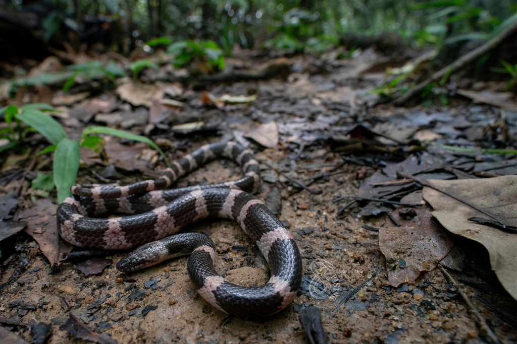 Futsing Wolf Snake from Hong Kong on June 30, 2023 at 03:23 PM by ...