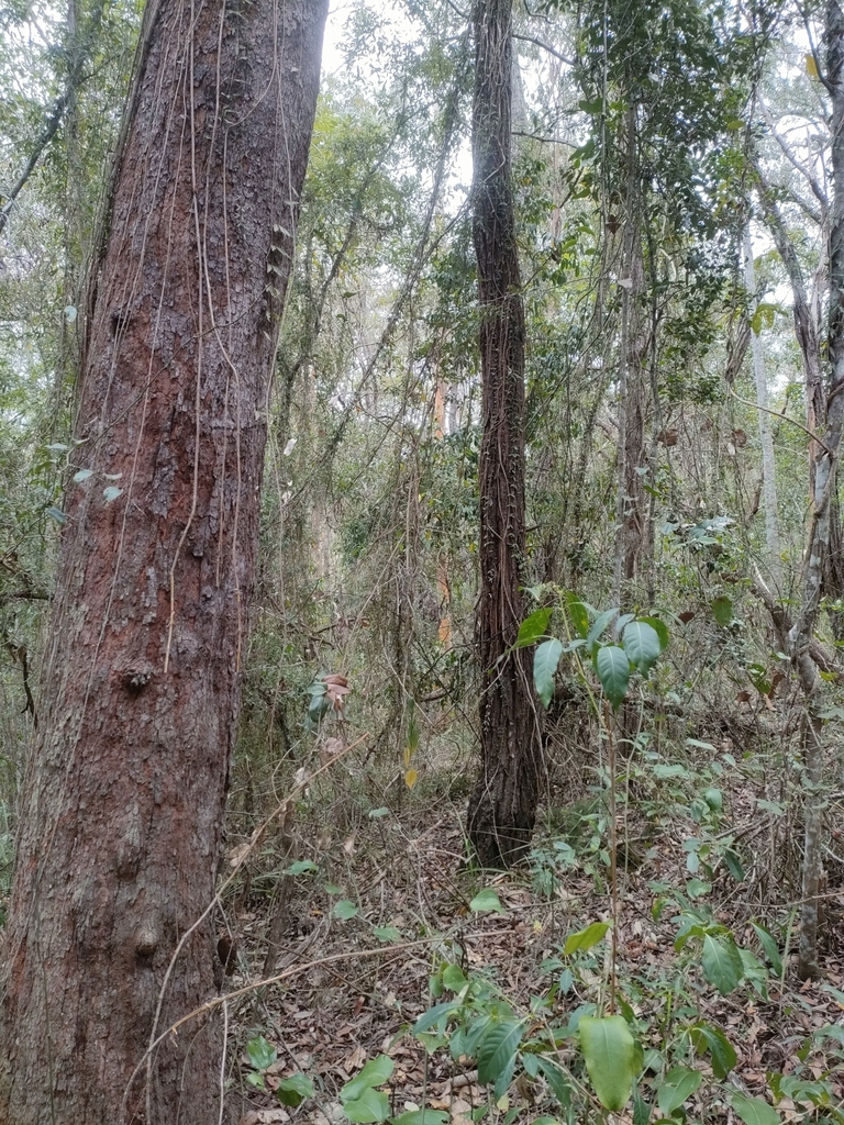 Catclaw vine from Kenilworth QLD 4574, Australia on July 3, 2023 at 03: ...