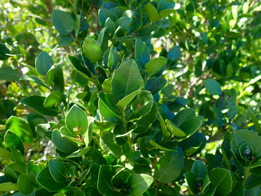 Dune Koko Tree from Kleinkrantz, Wilderness, 6560, South Africa on July ...