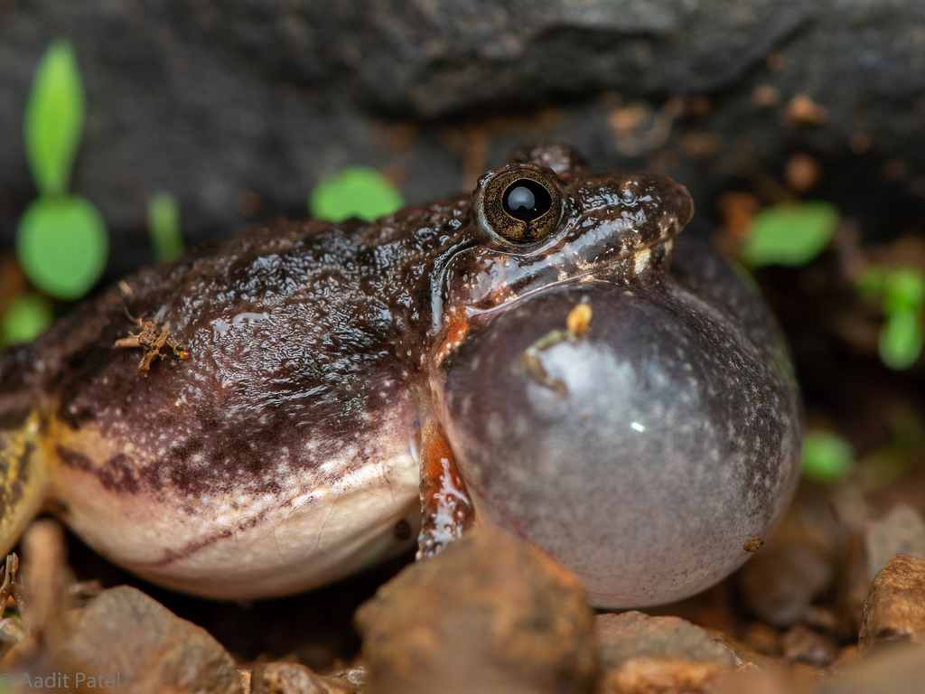 Common skittering frog from Dharampur, Gujarat, India on July 2, 2023 ...