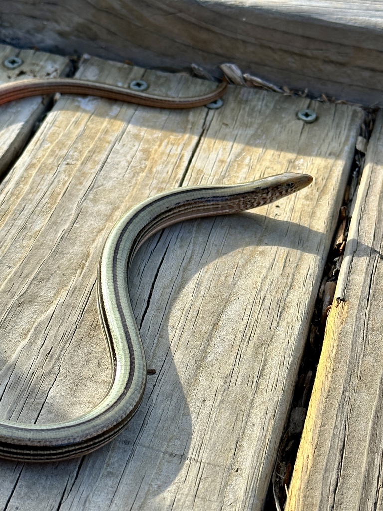Western Slender Glass Lizard in July 2023 by Aubany Moon · iNaturalist