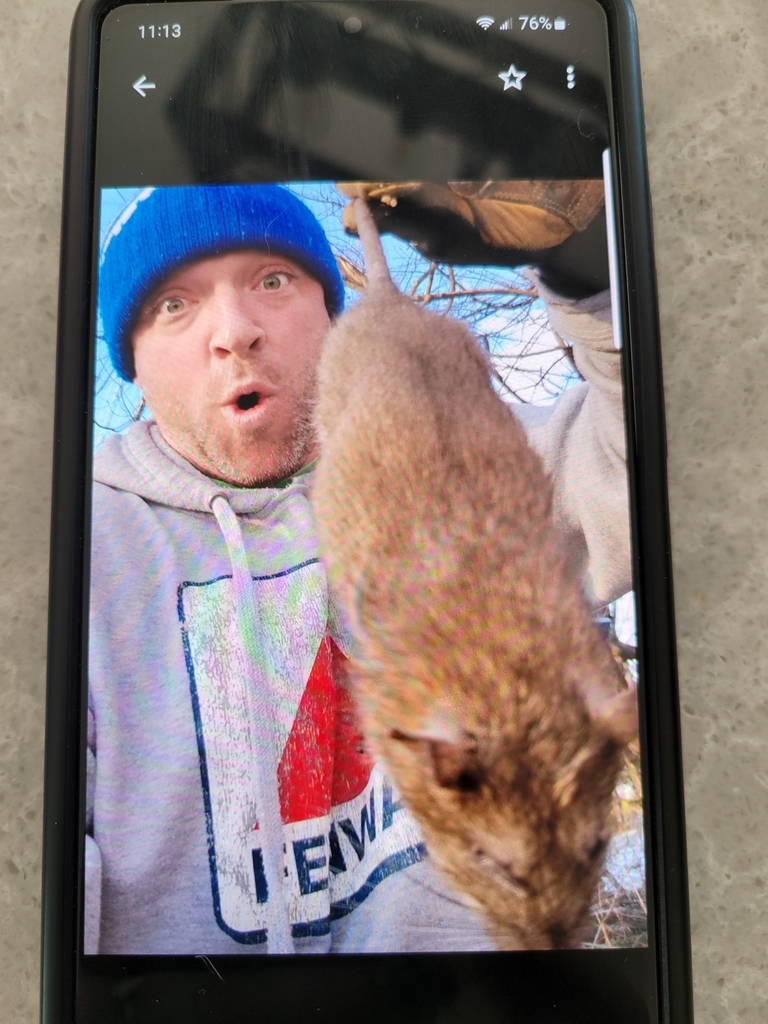 Brown Rat from Tilton, NH 03276, USA on February 26, 2018 at 04:52 PM ...