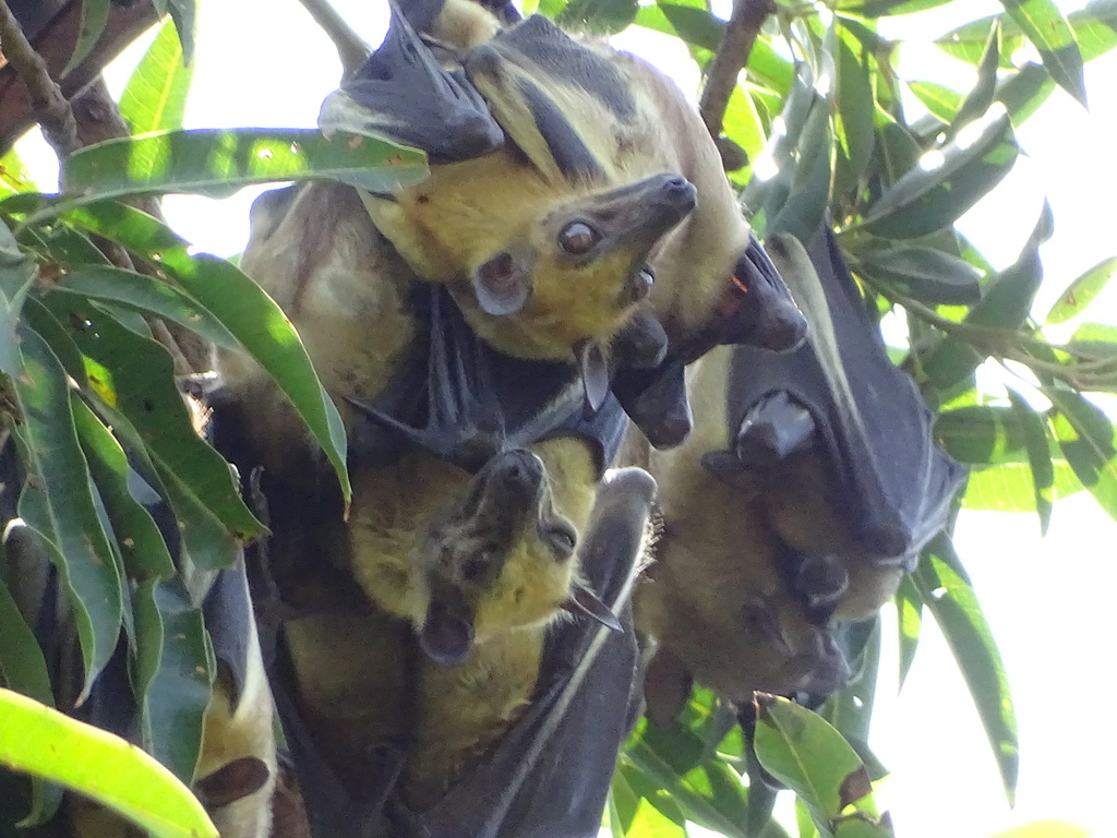 Straw-coloured Fruit Bat in July 2023 by Gbiribou Romeo · iNaturalist