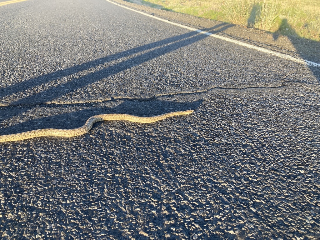 Gopher Snake from Yakima County, US-WA, US on July 2, 2023 at 07:59 PM ...