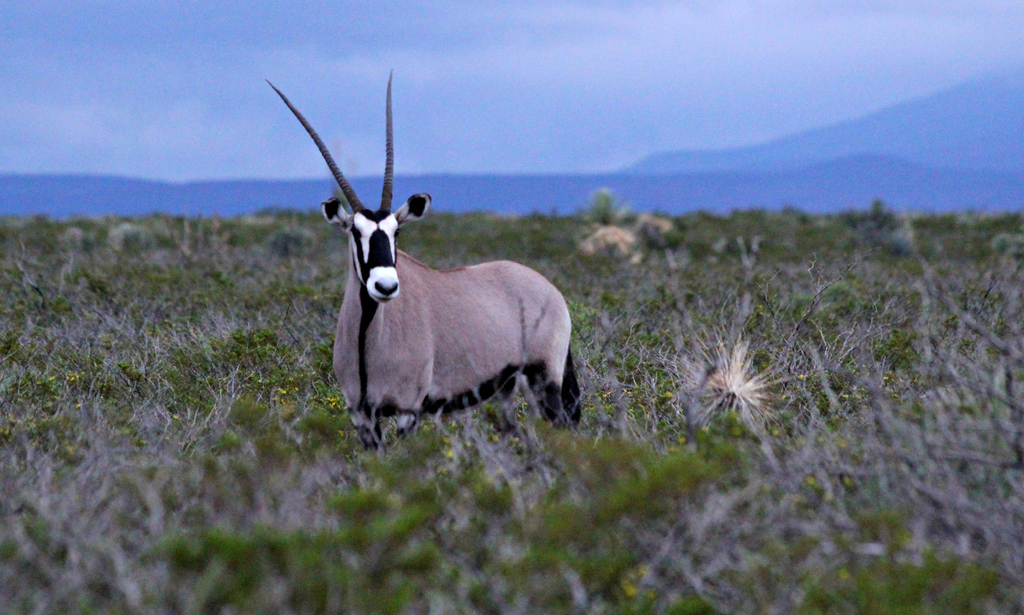 Oryxes (Oryx) - Know Your Mammals