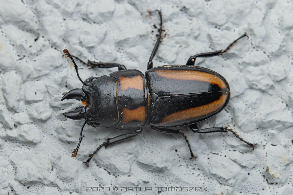 Prosopocoilus biplagiatus in July 2023 by Artur Tomaszek · iNaturalist