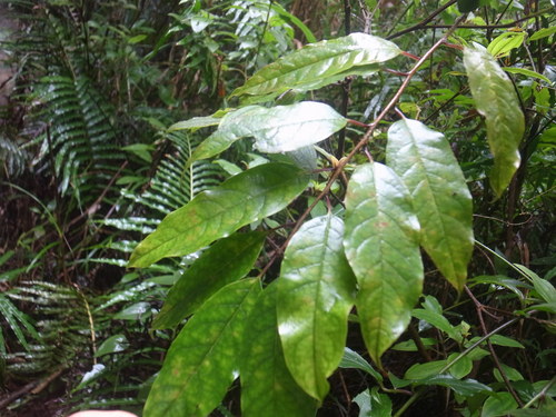 Ilex micrococca · iNaturalist