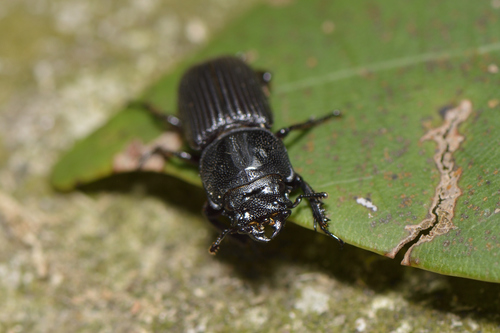 Nigidius sinicus · iNaturalist