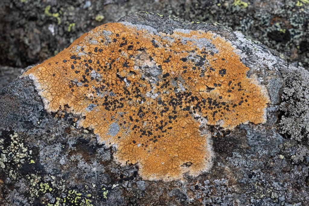 Orange Boulder Lichen from White Mountain National Forest, Randolph, NH ...