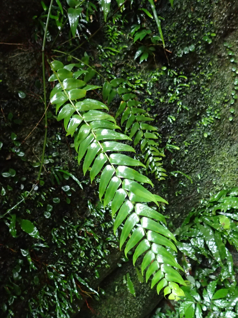 Broad Sword Fern from 111台灣台北市士林區台北市士林區至善路三段336巷45號 on December 29 ...