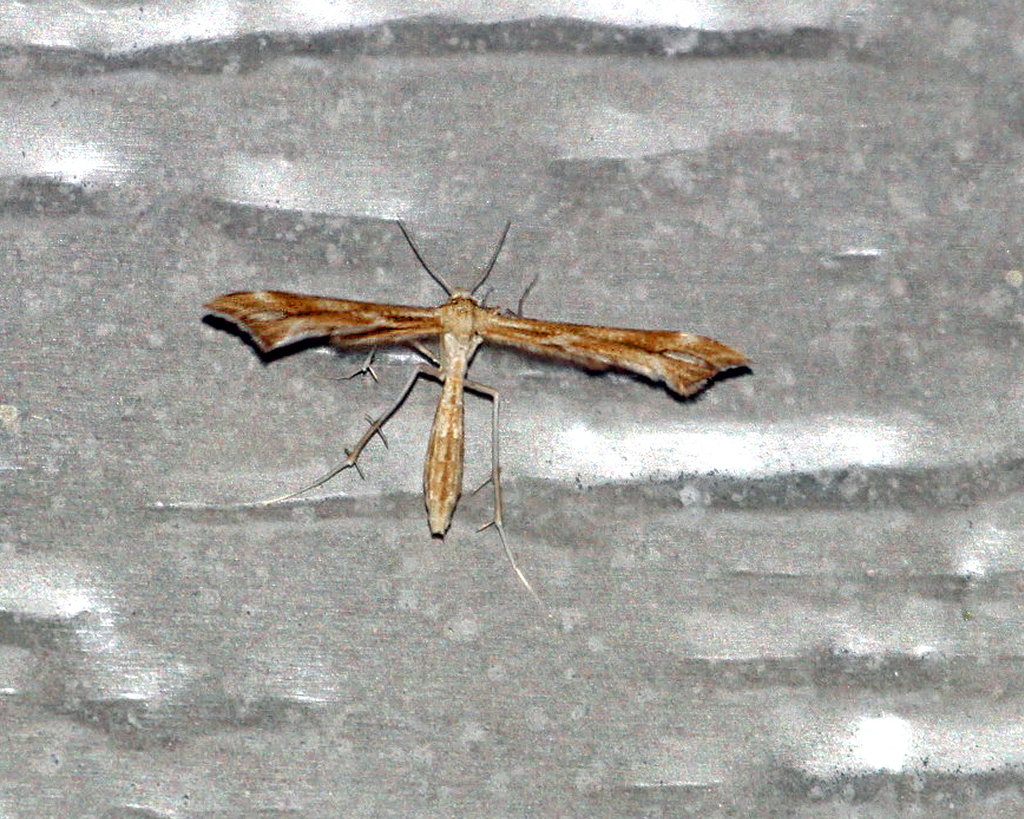 Yarrow Plume Moth in June 2023 by thyger · iNaturalist