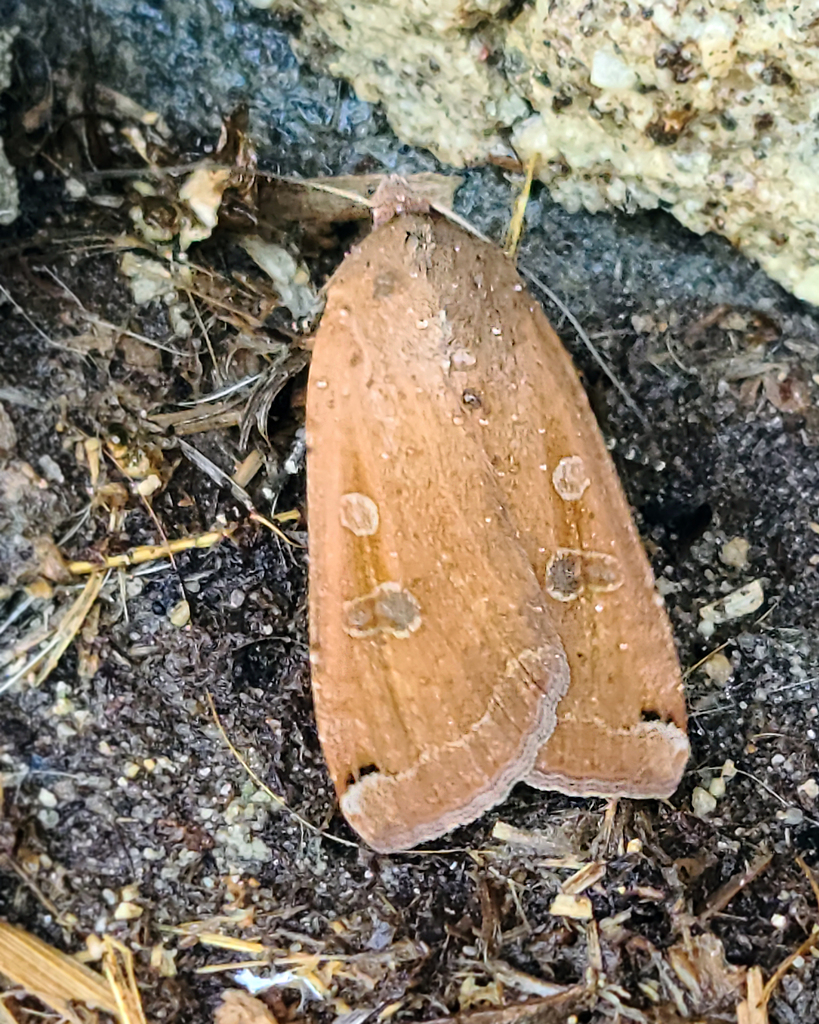 Yellow Underwings in June 2023 by thyger · iNaturalist