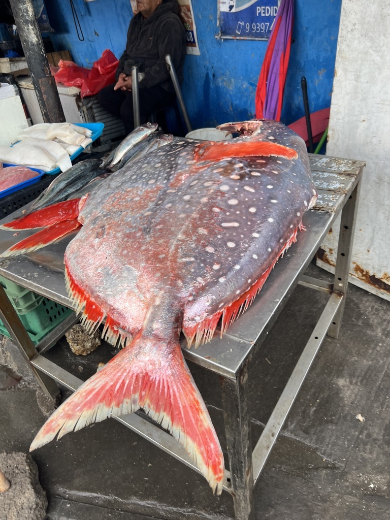 Southern Spotted Opah from Avenida Costanera, Coquimbo, Coquimbo, CL on ...