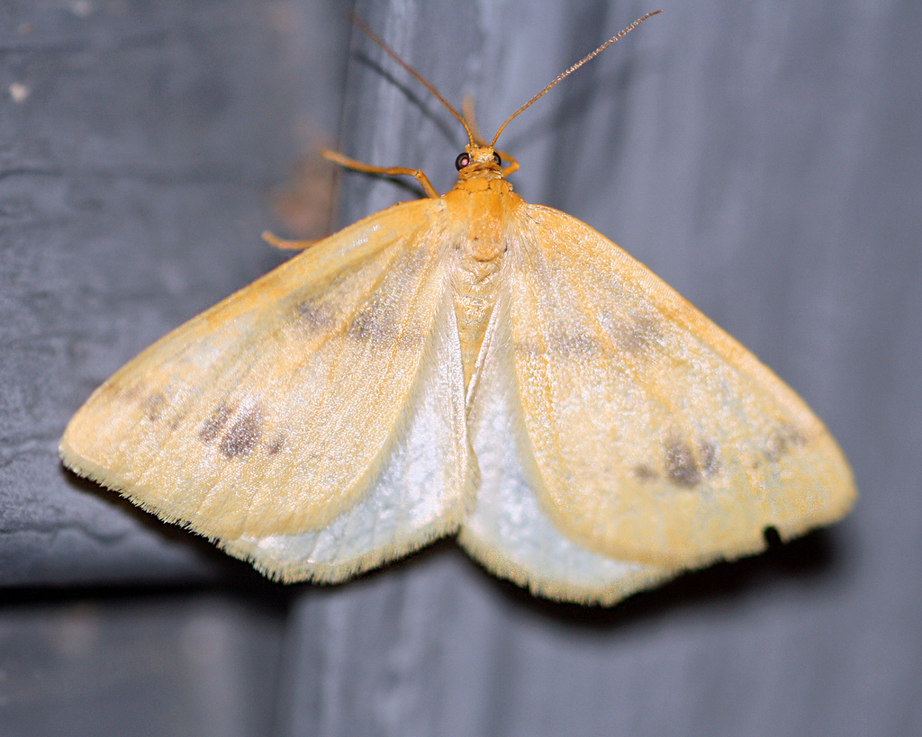 Currant Spanworm Moth in July 2023 by thyger · iNaturalist