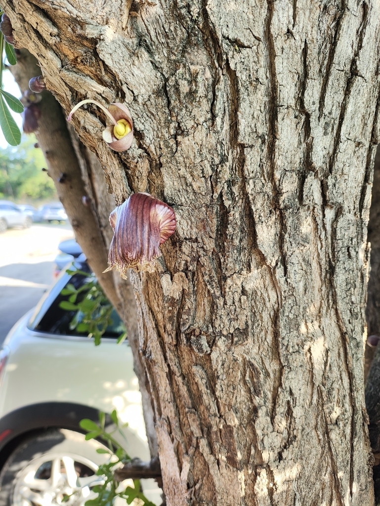 Winged Calabash from 62774 Estacas, Mor., México on July 2, 2023 at 05: ...