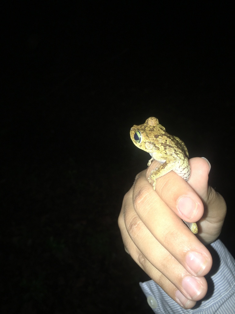 Banana Tree Dwelling Frog from Tobago, Trinidad and Tobago, TT on June ...
