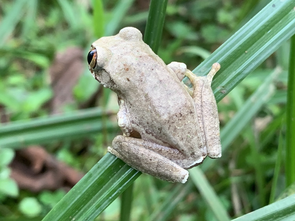 Kisenyi Forest Tree Frog from NR20, Burera, RW on June 22, 2023 at 03: ...