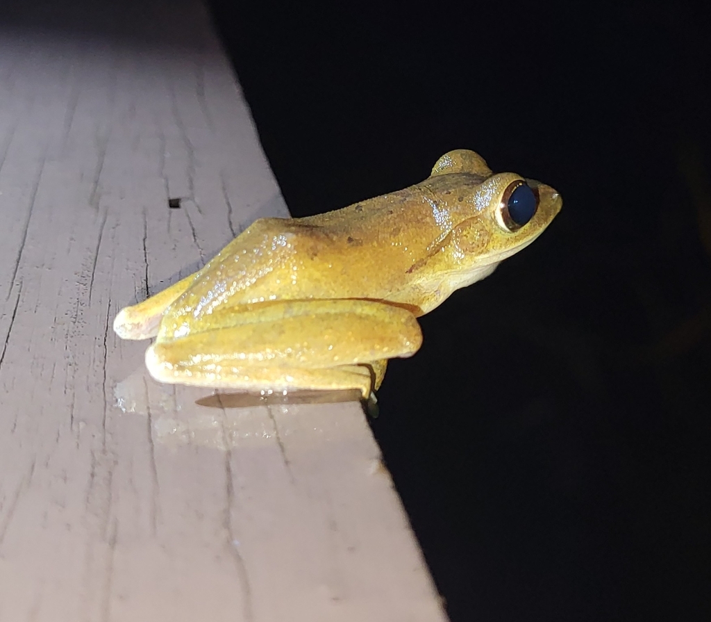whipping frogs from Shangri-La Rasa Ria, Kota Kinabalu on July 3, 2023 by Jon Biesse · iNaturalist