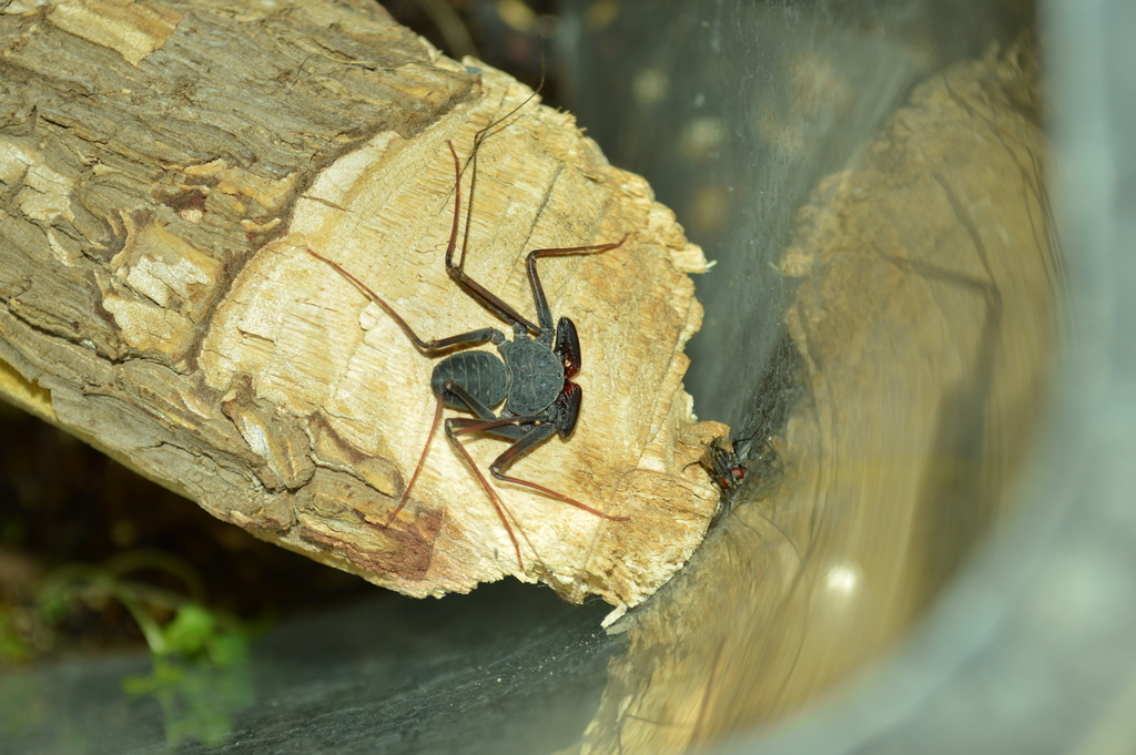 Tendarapo de Arizona desde Hermosillo, Sonora, México el 30 de ...