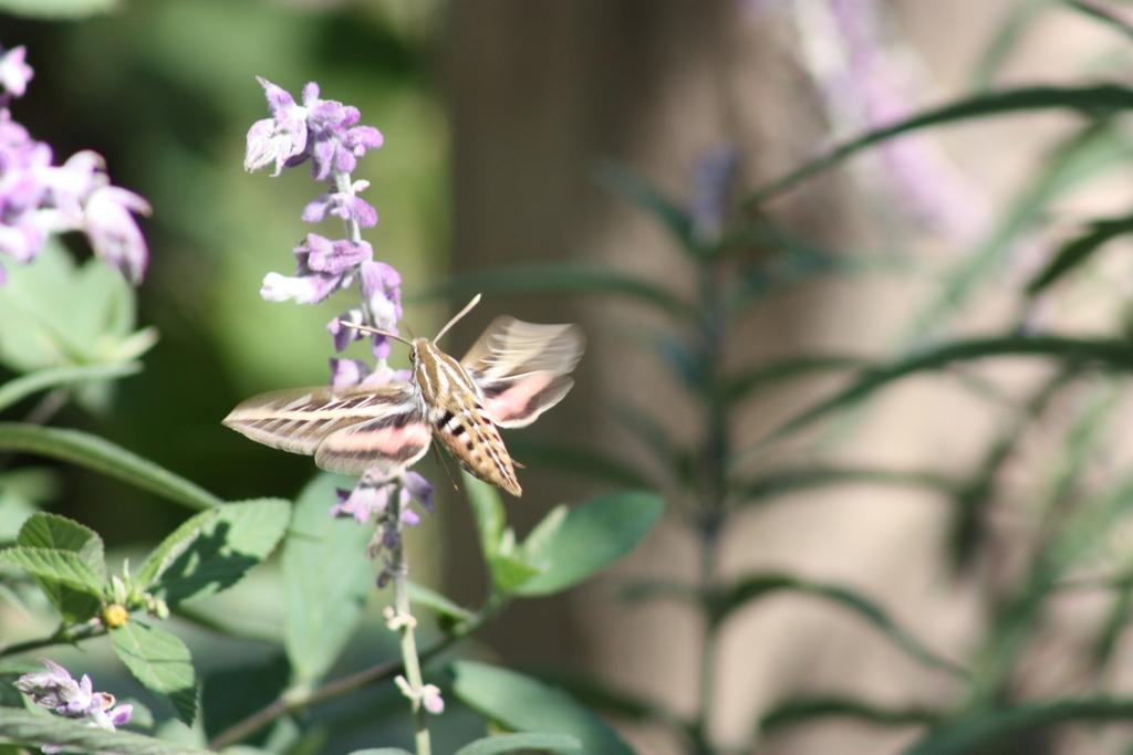 White-lined Sphinx from 76276 Salitrera, Qro., México on June 10, 2023 ...