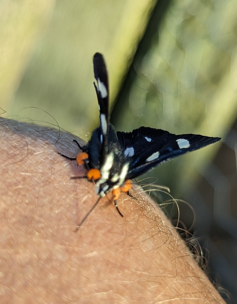 Eight-spotted Forester Moth from Simpsonville, KY 40067, USA on July 3 ...