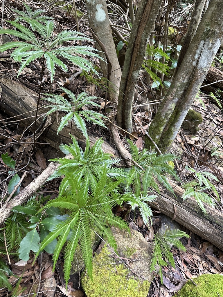 Shiny fan fern from Woodlands, NSW, AU on July 1, 2023 at 11:50 AM by ...