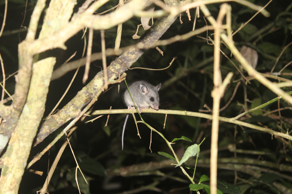 Big-eared Climbing Rat from Solidaridad, Q.R., México on April 14, 2023 ...