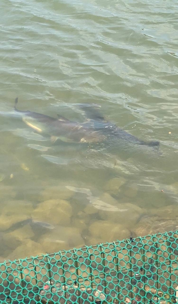 Iridescent Shark in July 2023 by Aiman Mazlan · iNaturalist