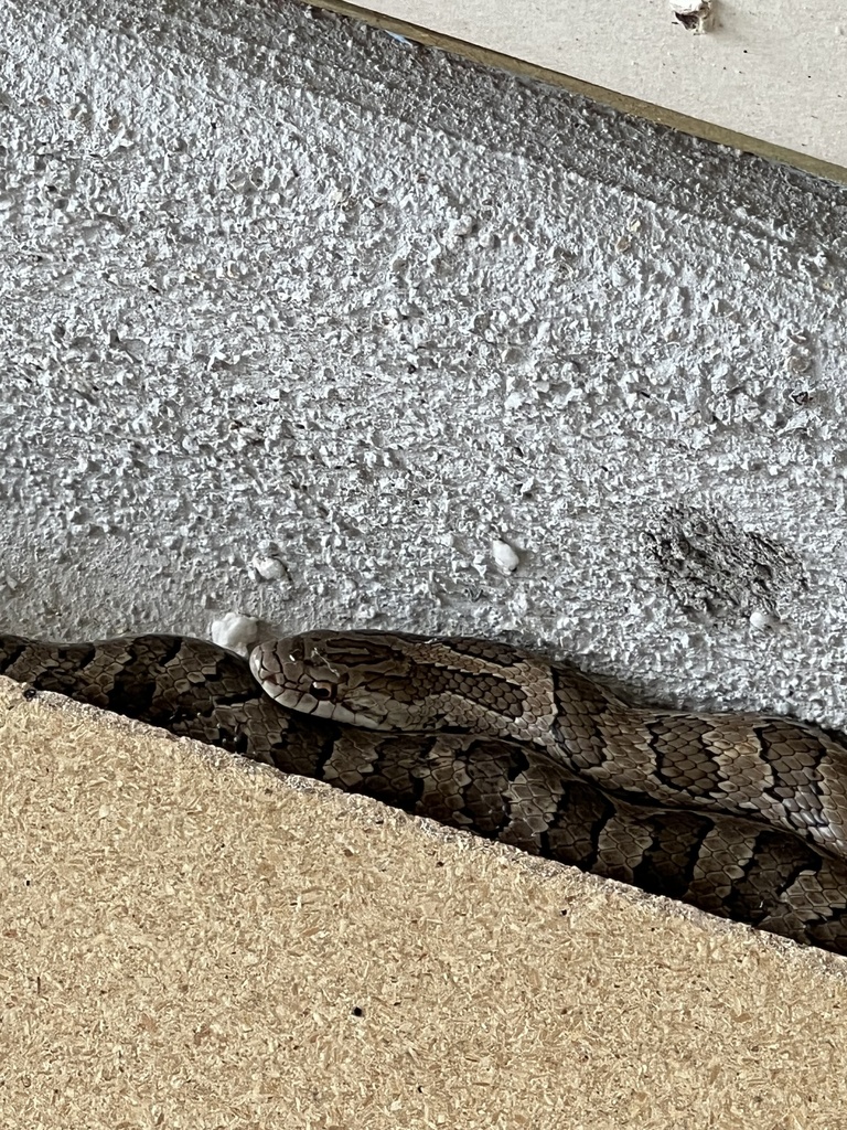 Prairie Kingsnake from Calandra Lark, New Braunfels, TX, US on July 3 ...