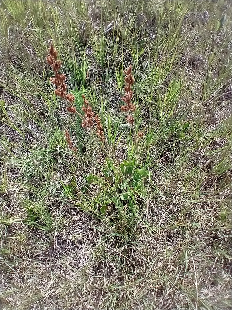 prairie alumroot from Lake Benton Township, MN, USA on July 3, 2023 at ...