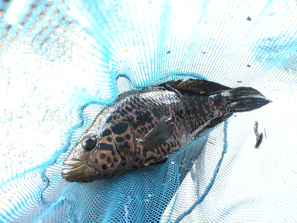 Jaguar Guapote from 264台灣宜蘭縣員山鄉蓁巷村 on July 4, 2023 at 08:31 AM by 蟻又丹 ...