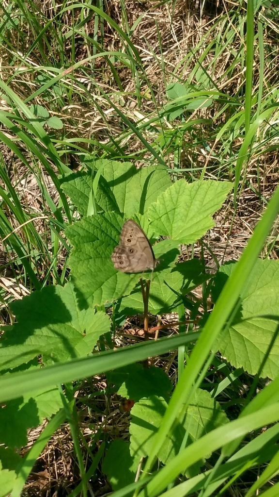 Northern Pearly-eye from Lodgepole, AB T0E 1K0, Canada on June 28, 2023 ...