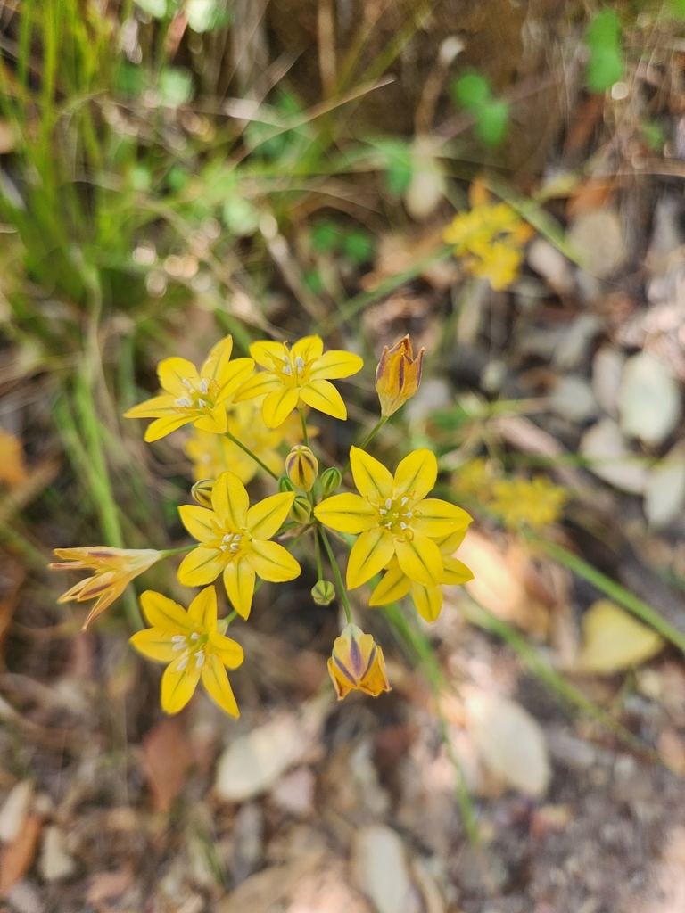 golden brodiaea from Huddart Park on July 3, 2023 at 02:52 PM by gina g ...