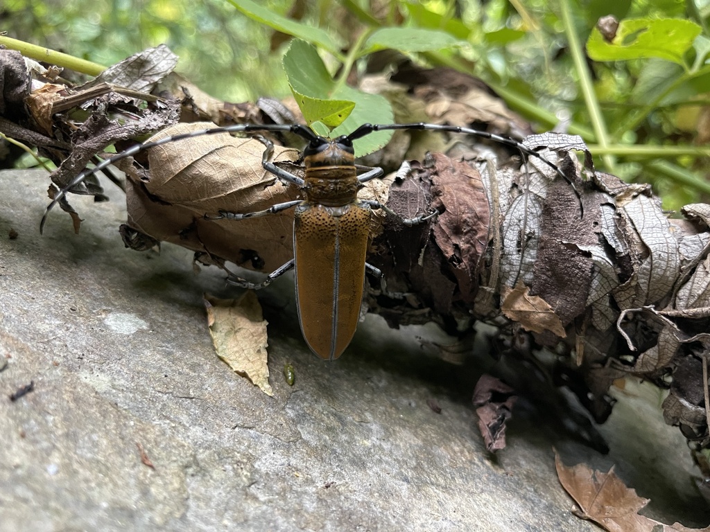 Apriona rugicollis from 臺灣島, 卓溪鄉, HUA, TW on June 27, 2023 at 05:25 PM ...