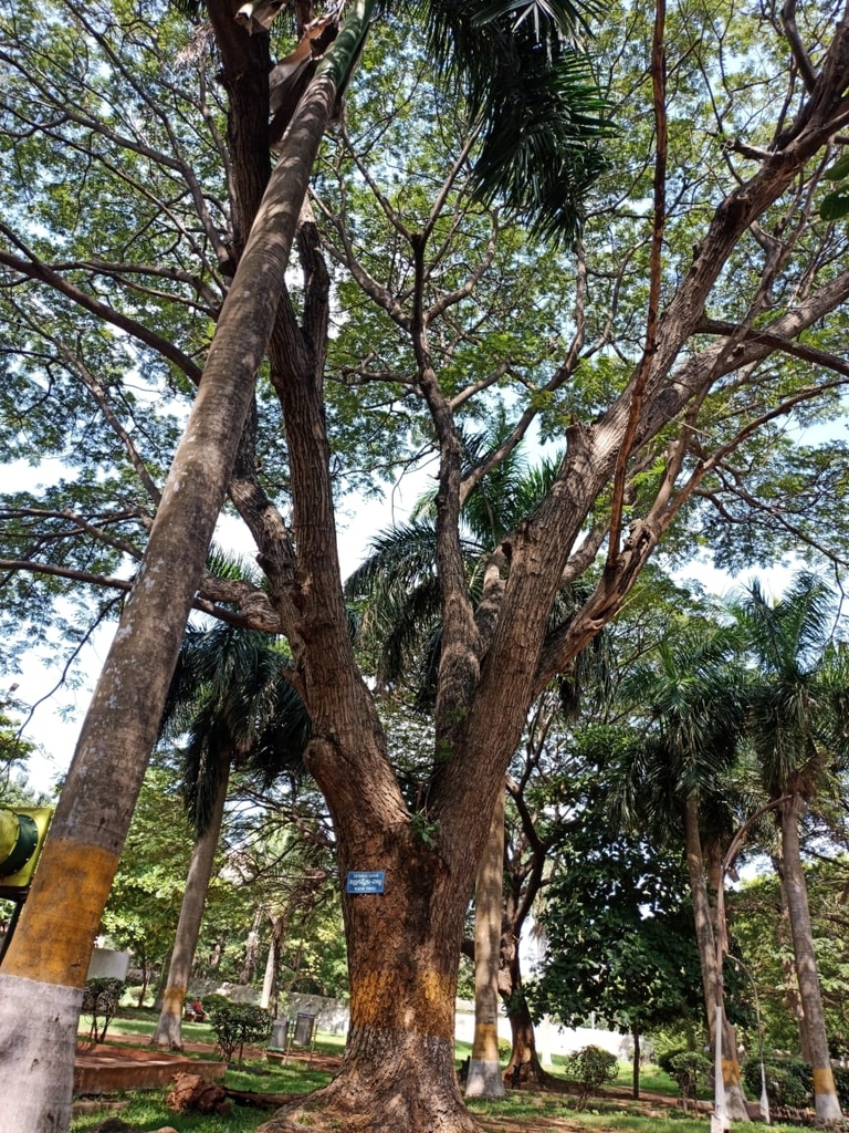 Monkey pod tree from Sivaji Park by pranay. Today rain tree is grown ...