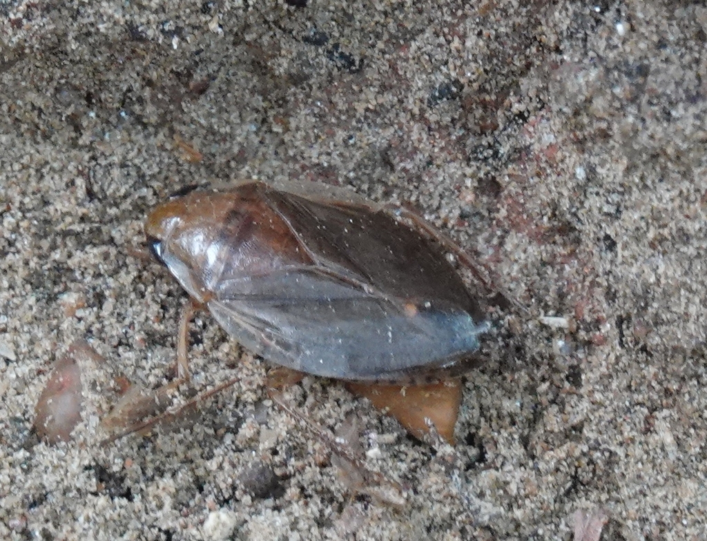 Diplonychus from Harish-Chandra Research Institute on July 4, 2023 at ...