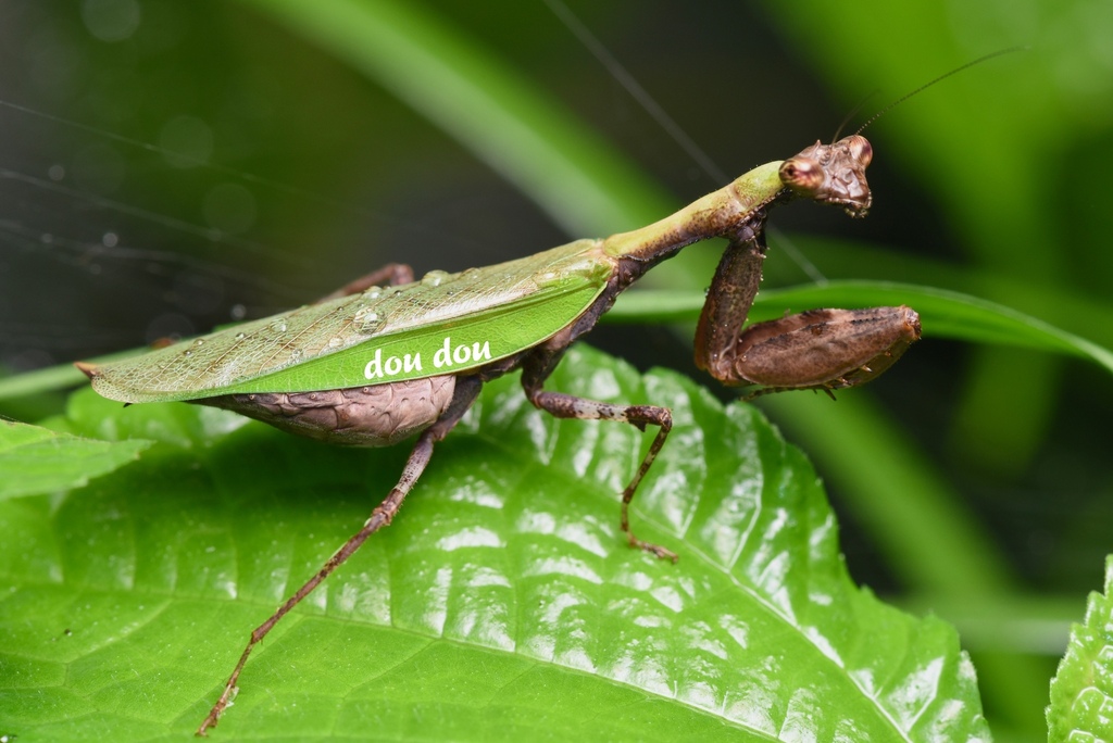 Acromantis magna from 中国浙江省杭州市临安区天目山 on June 27, 2021 at 05:46 PM by ...