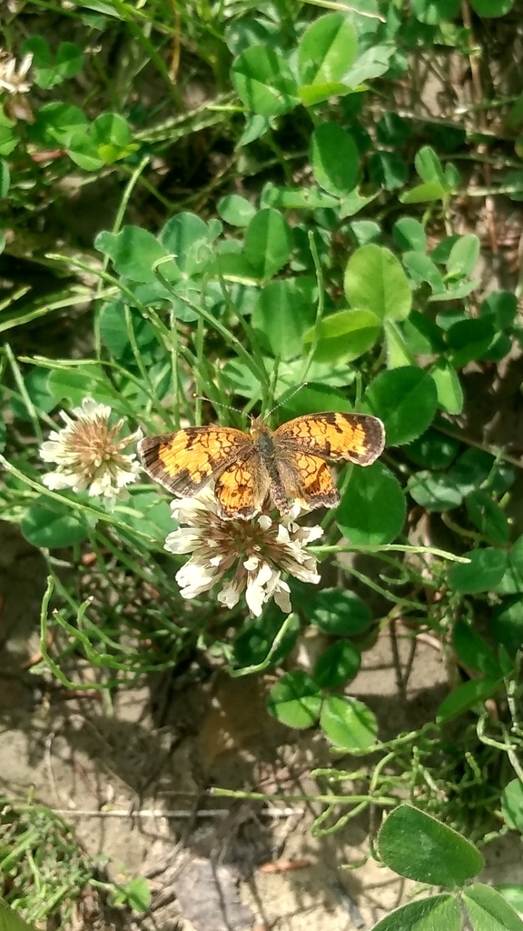 Northern Crescent from Cynthia, AB T0E 0K0, Canada on June 27, 2023 at ...