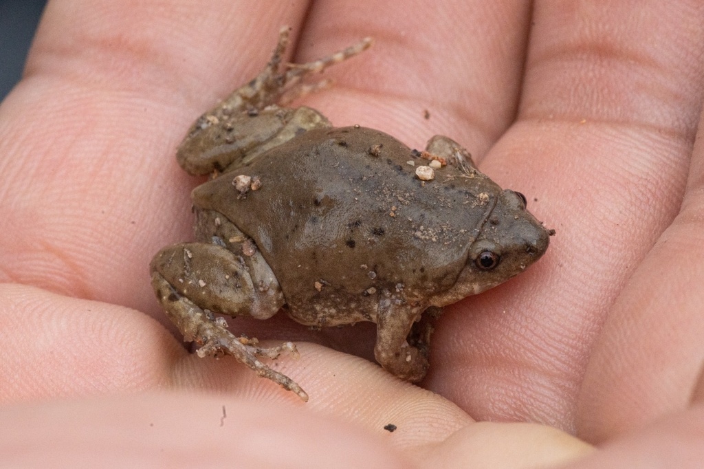 Western Narrow-mouthed Toad in July 2023 by Rodrigo Meza Fonseca ...