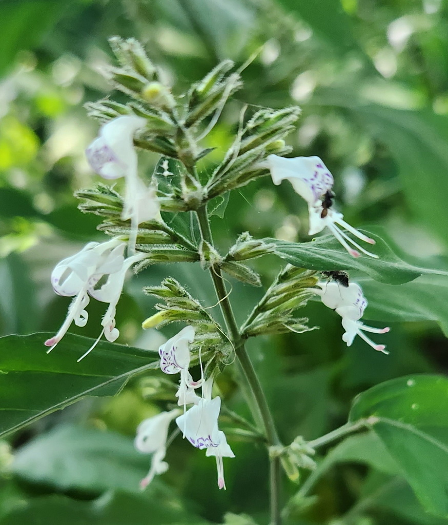 White Ribbon Flower from Mopani District Municipality, South Africa on ...