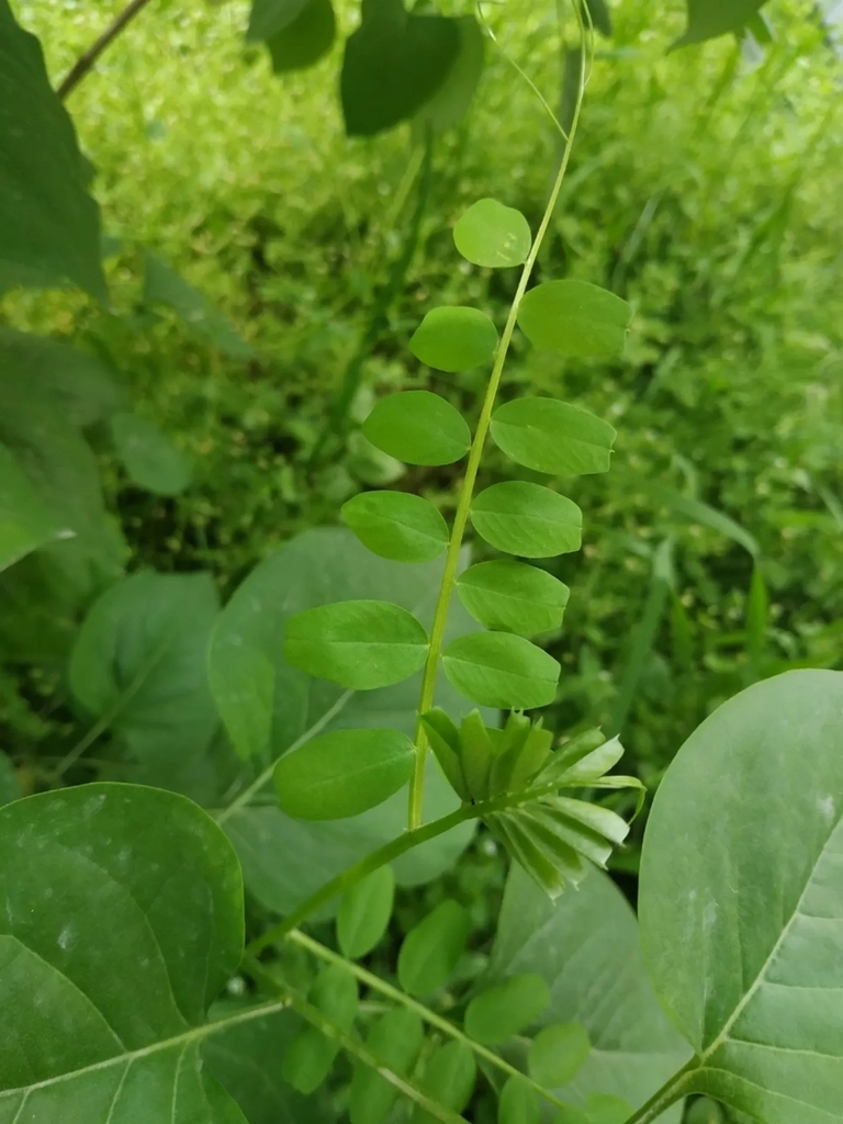 Hairy Yellow-vetch from микрорайон 8 on July 4, 2023 at 11:45 AM by ...