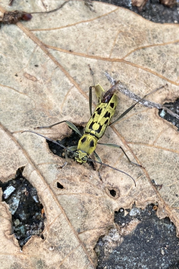 Demonax notabilis from Tendo, JP, YT on July 1, 2023 at 03:30 PM by ...