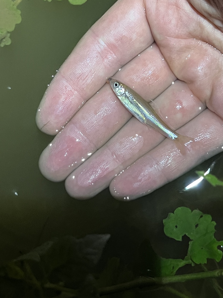 Emerald shiner in July 2023 by Mark Schwalm · iNaturalist