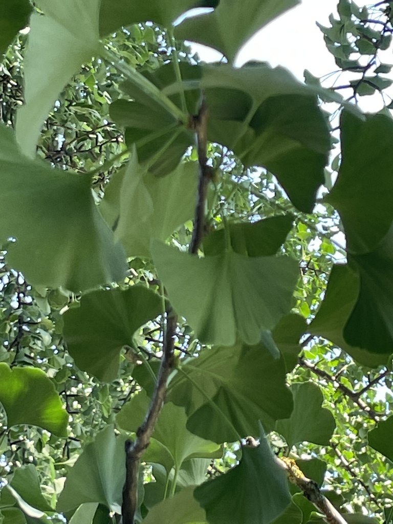 ginkgo from Національний Ботанічний сад ім.М.М.Гришка НАН України, Київ ...
